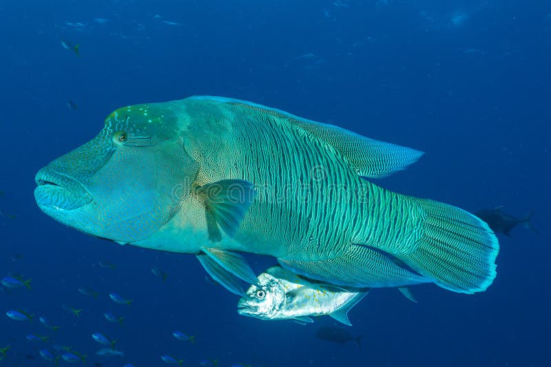 Humphead wrasse fish stock image. Image of napoleon - 220893335