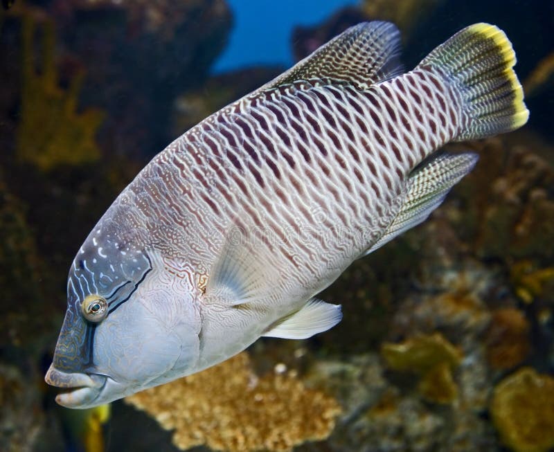 Humphead Wrasse at the Great Barier Reef Australia Stock Image - Image ...