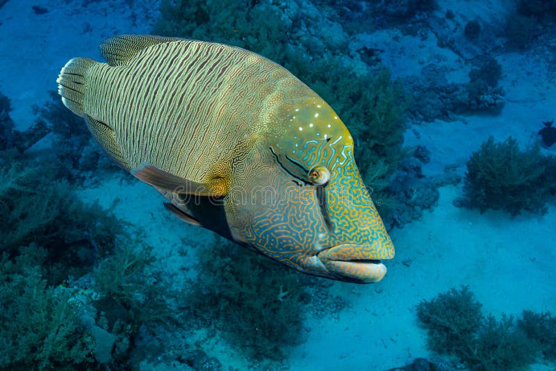 Humphead Wrasse or Napoleon Fish Stock Image - Image of adventure ...