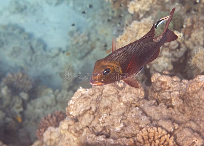 Humpnose big-eye bream stock photo. Image of fauna, flora - 14417640