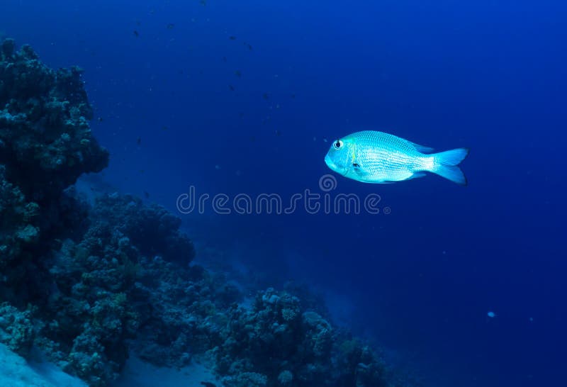 Humpnose Big-eye Bream (Monotaxis Grandoculis), Daedalus Reef Dive Site ...