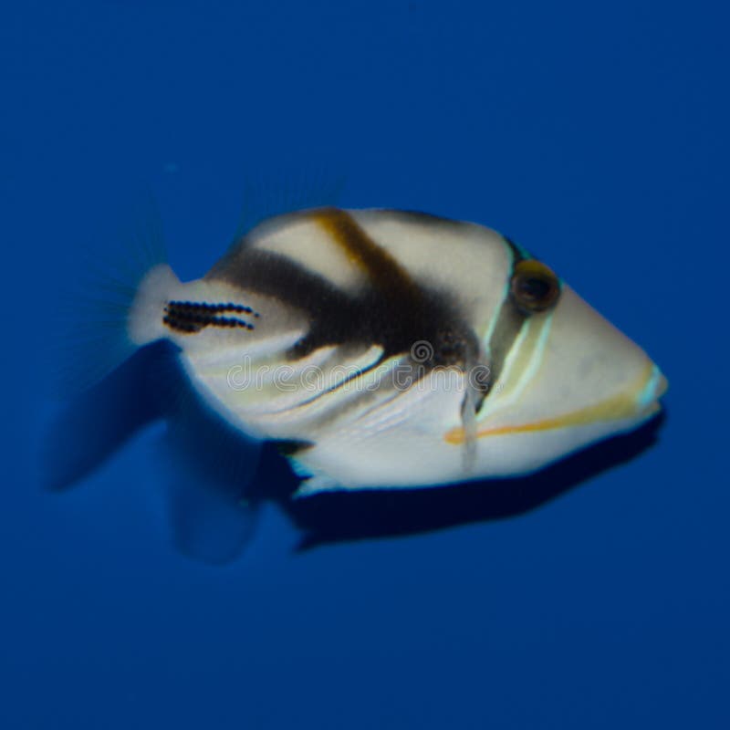 Humu Humu Triggerfish fotografering för bildbyråer. Bild av dykning ...