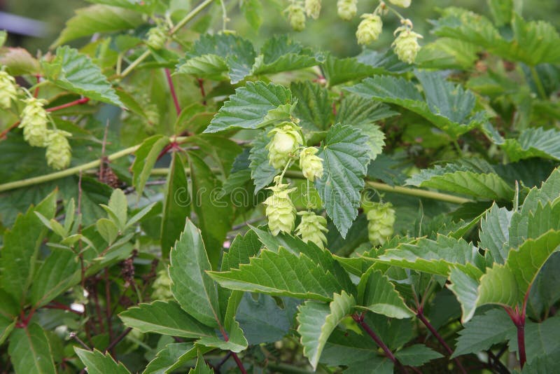 Humulus stock image. Image of background, climber, beer - 43488119