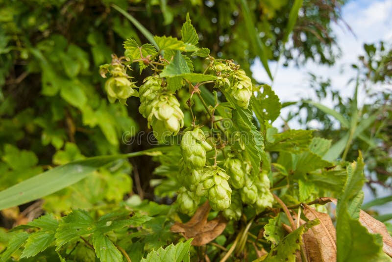 Humulus stock image. Image of herbaceous, ingredient - 59578137