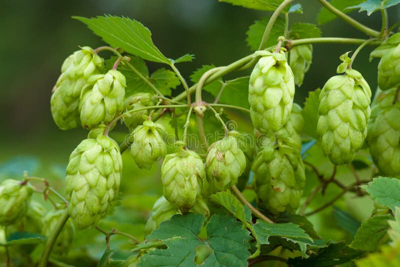 Humulus stock photo. Image of nature, beer, agriculture - 59578222