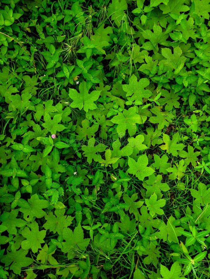 Humulus japonicus plant stock image. Image of creeping - 350707709
