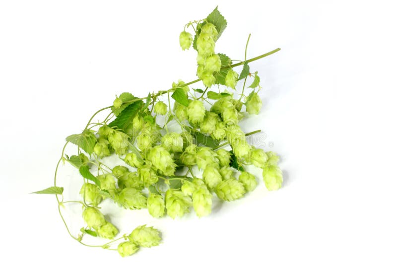 Humulus lupulus stock photo. Image of creeper, agronomy - 36453778