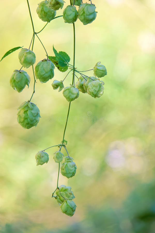 Humulus lupulus stock image. Image of plant, blossom - 196959025
