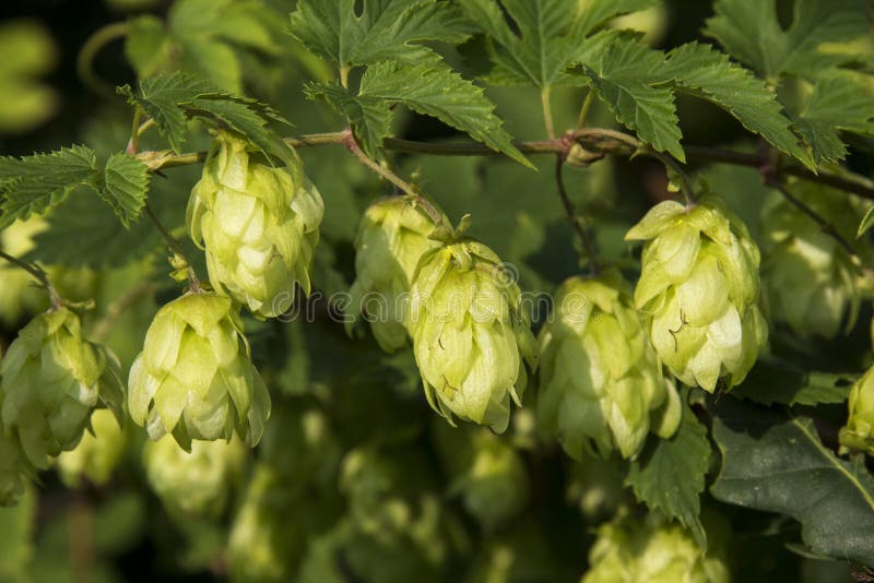 The Female Fruits of Humulus Lupulus Stock Photo - Image of humulus ...