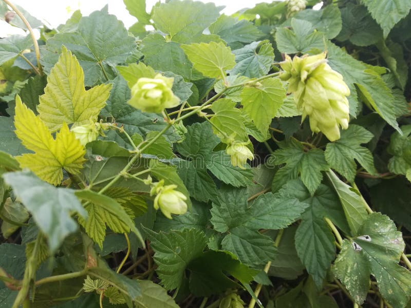 Humulus lupulus, hop stock image. Image of food, autumn - 233724393