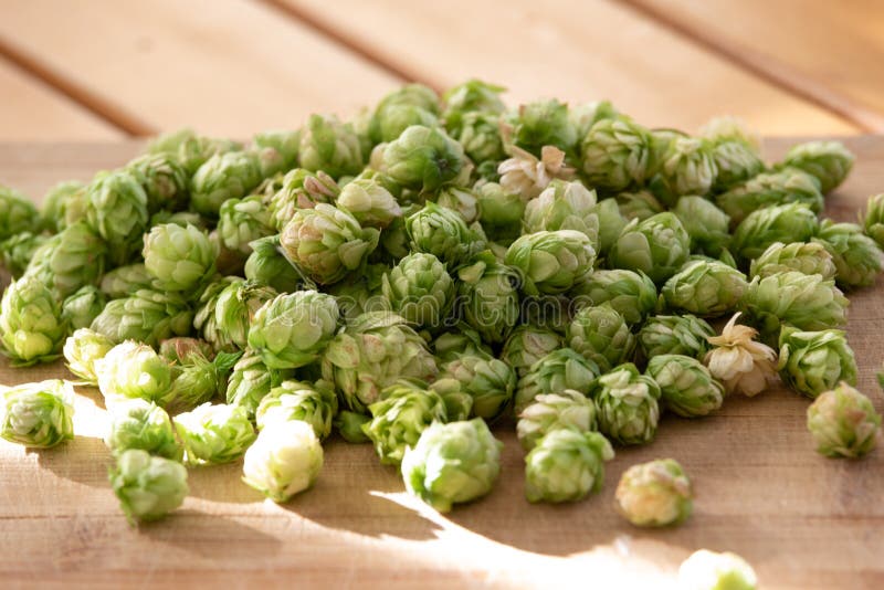 Humulus Lupulus stock photo. Image of acilik, bira, agriculture - 198530208