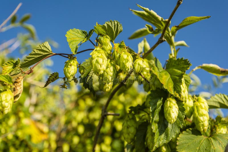 Humulus Lupulus (luppolo Comune, Luppolo) Fotografia Stock - Immagine ...