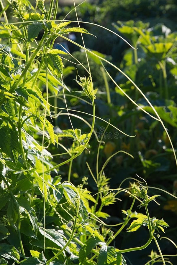 Humulus lupus growing stock image. Image of climbing - 54668771