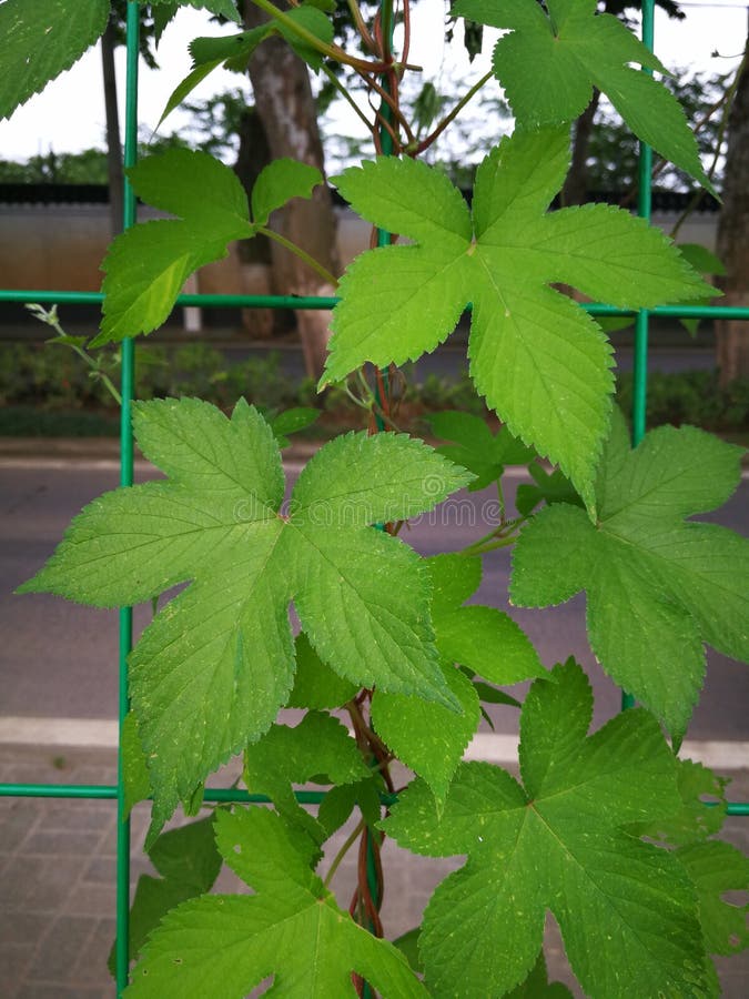 Humulus scandens stock image. Image of humulus, scandens - 92877415