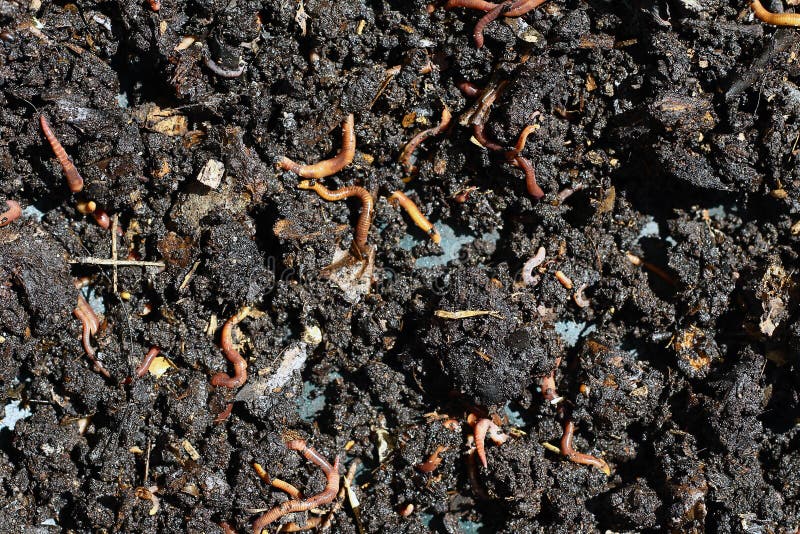 Humus with earthworms stock photo. Image of wildlife - 25065550