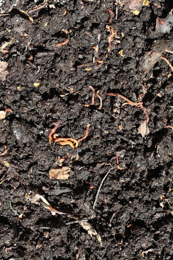 Humus with earthworms stock image. Image of lumbricus - 25082507