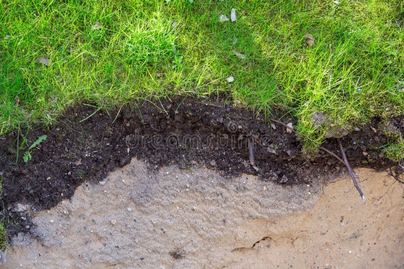 Humus_layer stock photo. Image of horticulture, green - 368262526