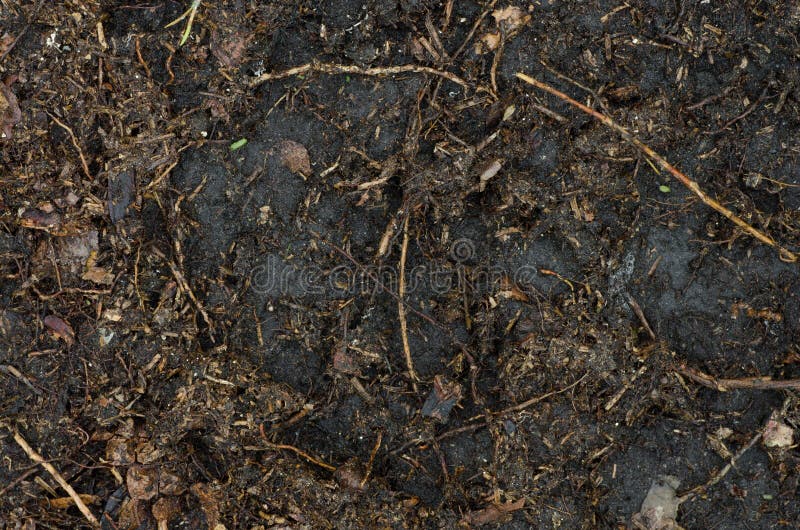 Humus soil stock image. Image of forest, nature, background - 43346479