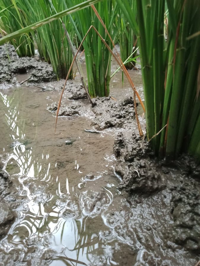Humus Soil for Growing Rice Stock Photo - Image of woodland, humus ...