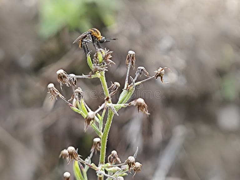Hunchback Bee Fly Perching on the Tips of the Weed Grass. Stock Photo ...