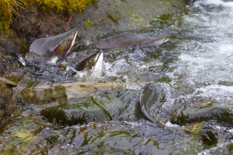 Young Caucasian Salmon Fish Stock Image - Image of river, salmo: 27154305