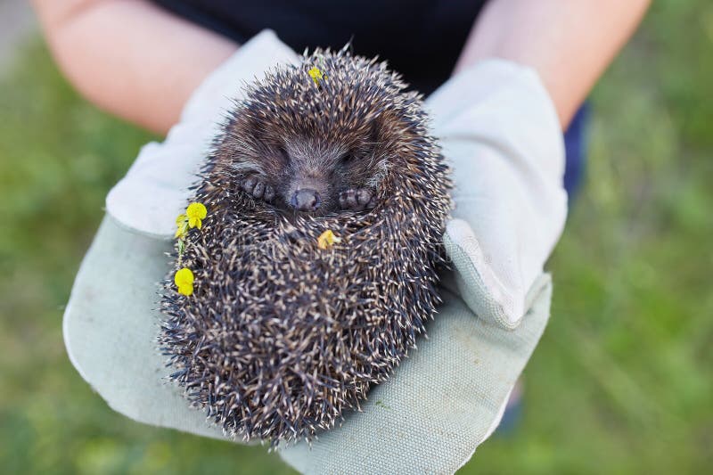 Hunched Hedgehog Kept in the Hands in Protective Gloves Stock Image ...