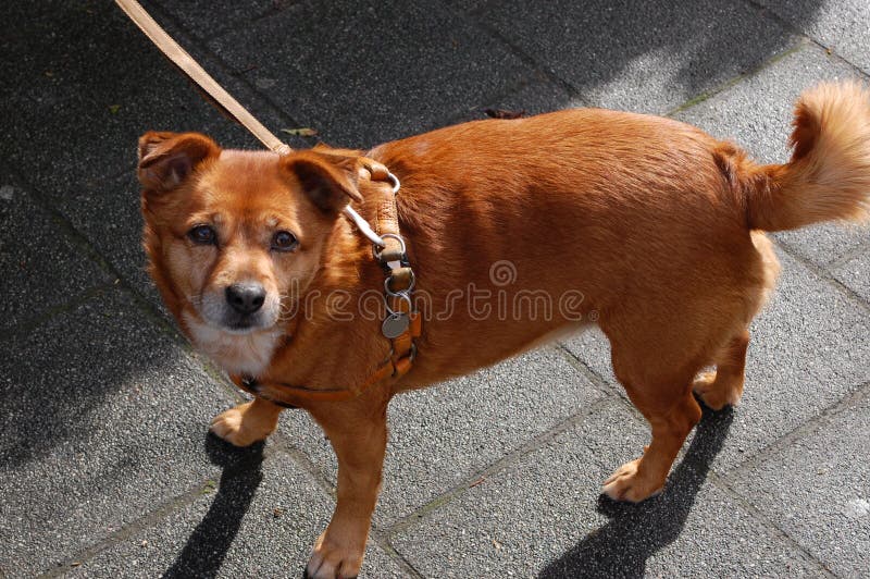 Hund Bild. Bild: 13683450