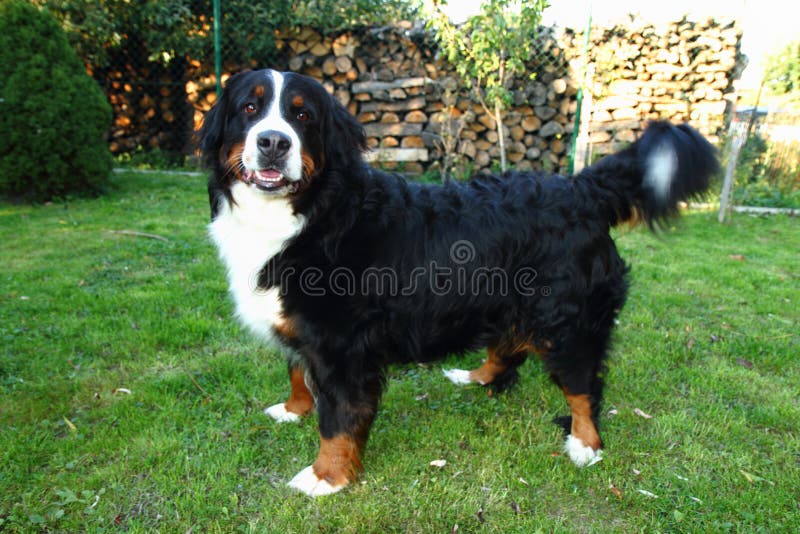 Berner sennen Hund stockbild. Bild von saft, unschärfe - 9317547