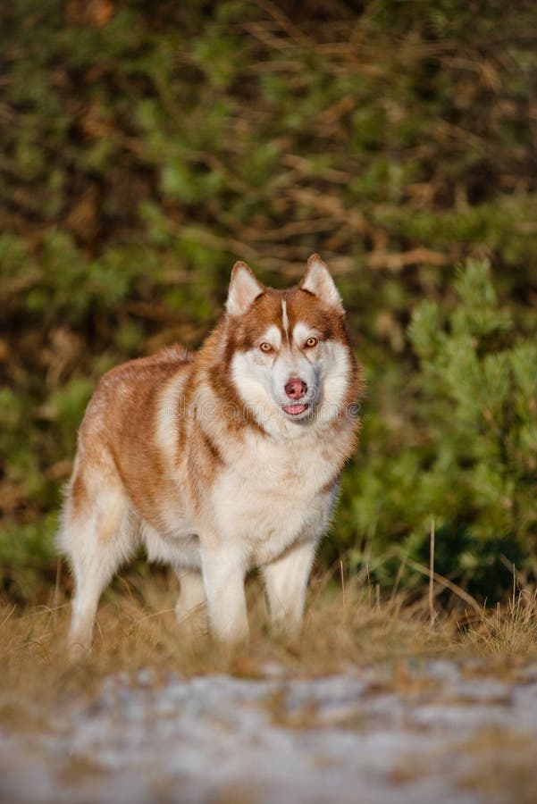 Welpe Brown-sibirischen Huskys Auf Einem Strand Stockfoto - Bild von ...
