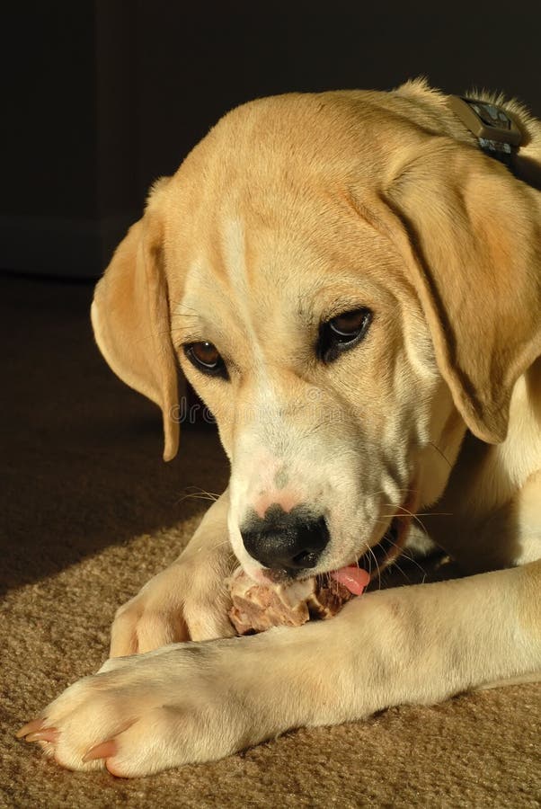 Hund, der Knochen isst stockbild. Bild von haupt, apportierhund - 12961747