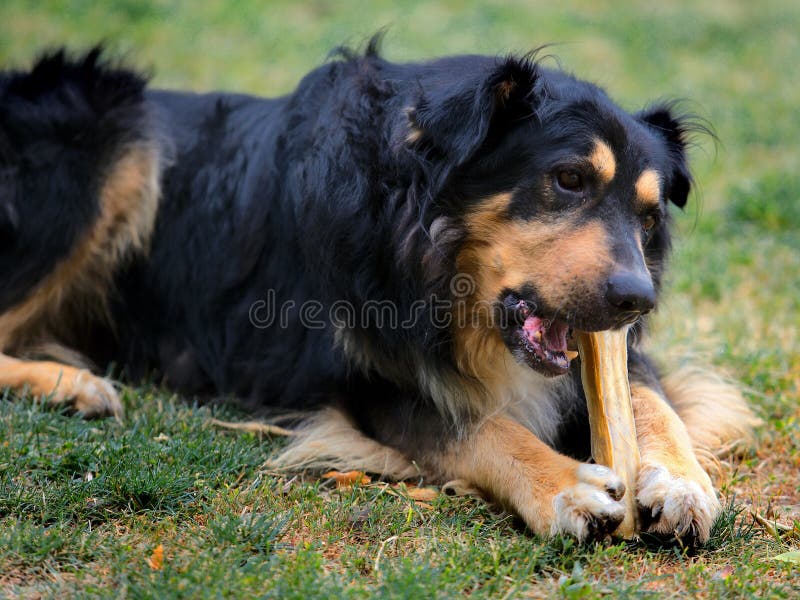 Hund und Knochen stockbild. Bild von winter, essen, zahnmedizinisch ...
