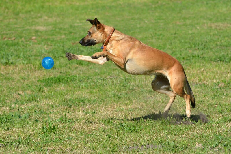Hund, der mit Ball spielt stockfoto. Bild von tätigkeit - 103982048