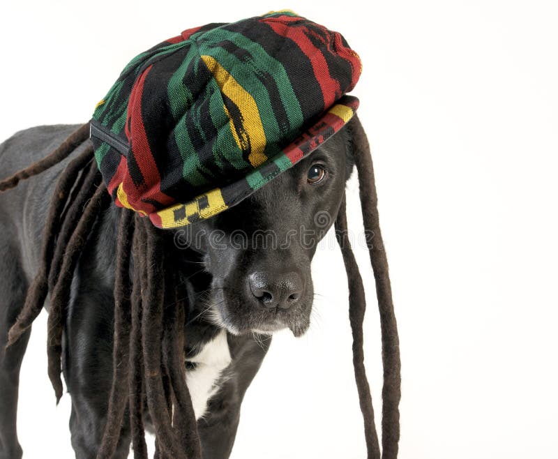 Rastafarian Hut-Hund stockbild. Bild von kultur, afrikanisch - 10891047