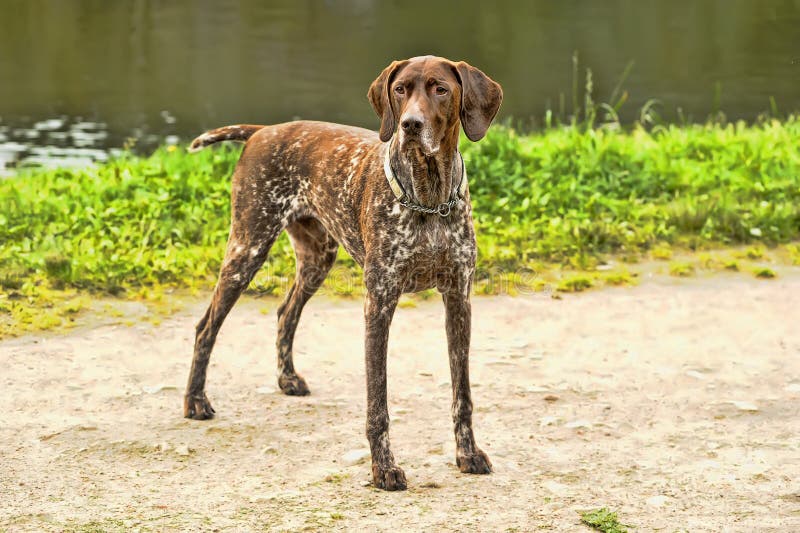 Hund Deutsch-Kurzhaar stockbild. Bild von profil, brut - 26834127