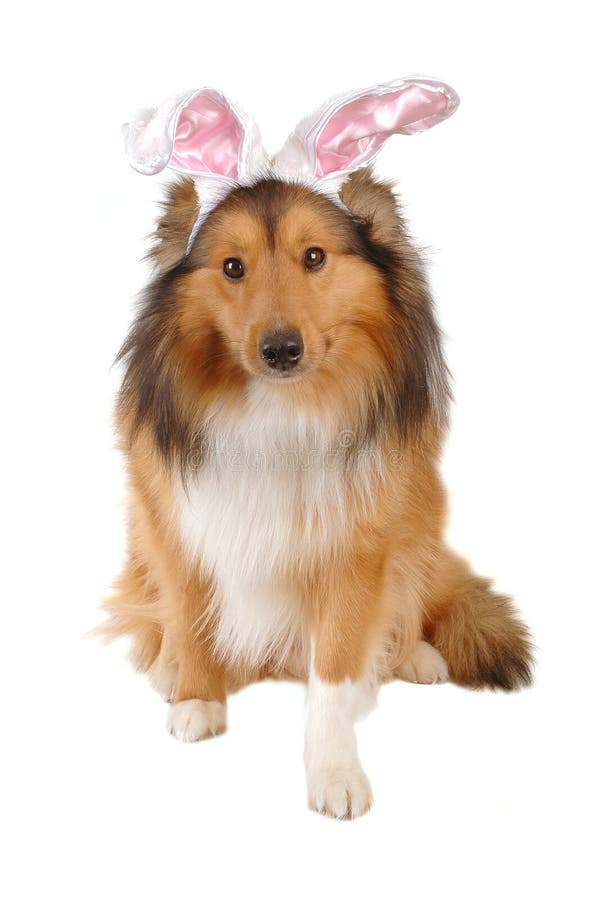 Kanintax easter arkivfoto. Bild av hund, medf8ort, papp - 1748182