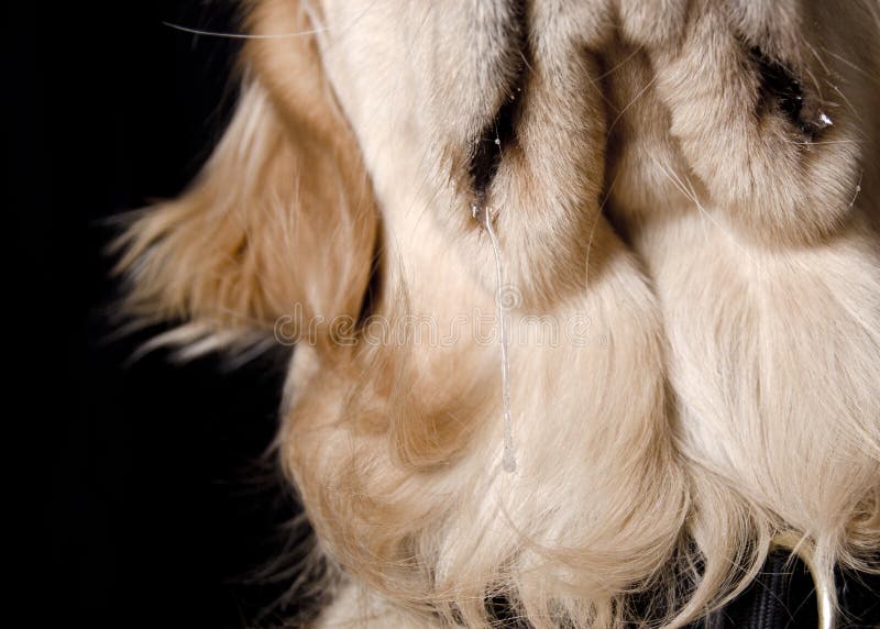 Hund geifern Geifer stockbild. Bild von freund, unordentlich - 38453467