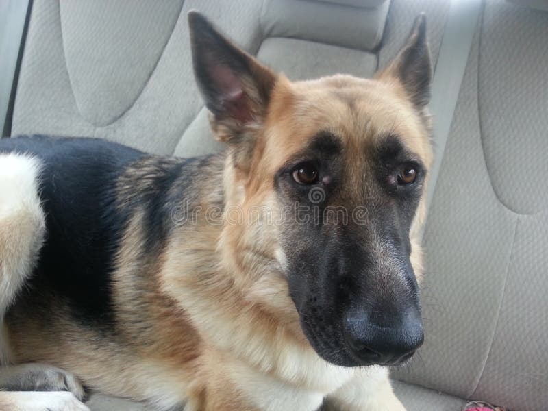 Polis K9 med hans hund arkivfoto. Bild av herde, demonstration - 42806324
