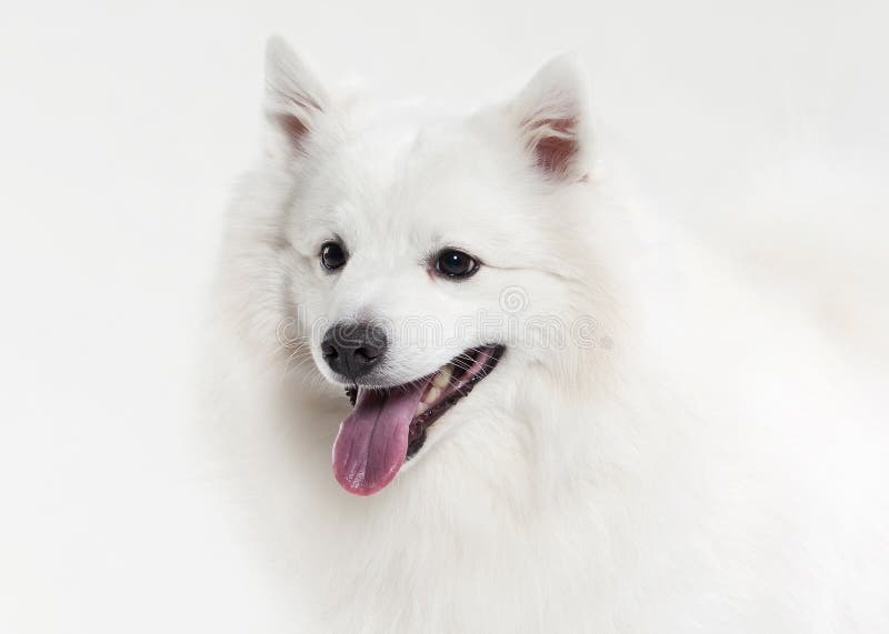 Hund Japanischer Weißer Spitz Auf Weißem Hintergrund Stockfoto - Bild ...