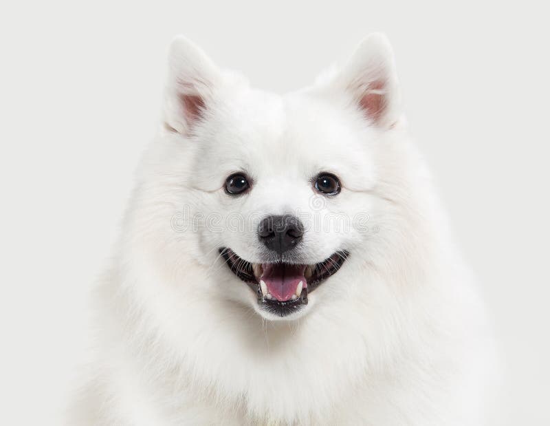 Hund Japanischer Weißer Spitz Auf Weißem Hintergrund Stockfoto - Bild ...