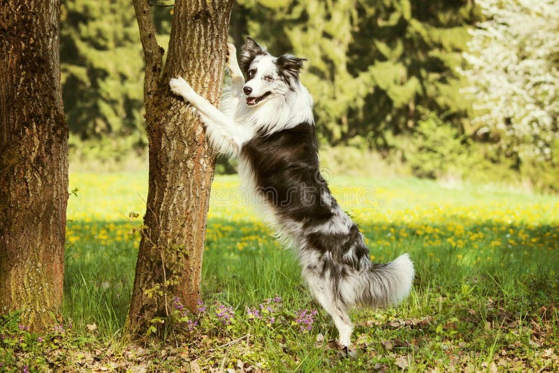 Border Collie Dog Leaning with His Forepaws on a Tree Stock Image ...