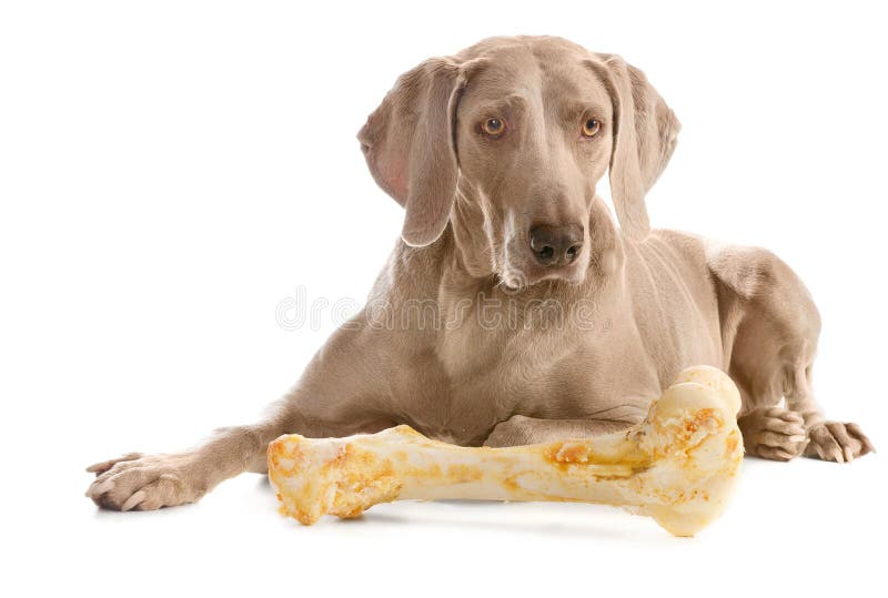 Hundeknochen stockbild. Bild von nahrung, haustier, knochen - 11003173