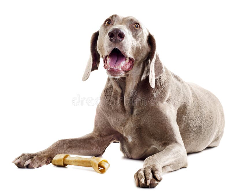 Hund mit dem Knochen stockbild. Bild von lügen, brut - 34324167