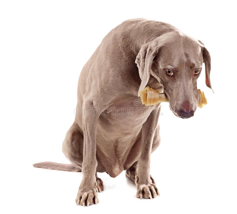 Hund mit dem Knochen stockfoto. Bild von neugier, brut - 34324440