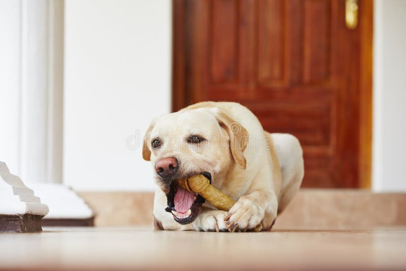 Hund mit dem Knochen stockfoto. Bild von verlangen, freundlich - 40569872