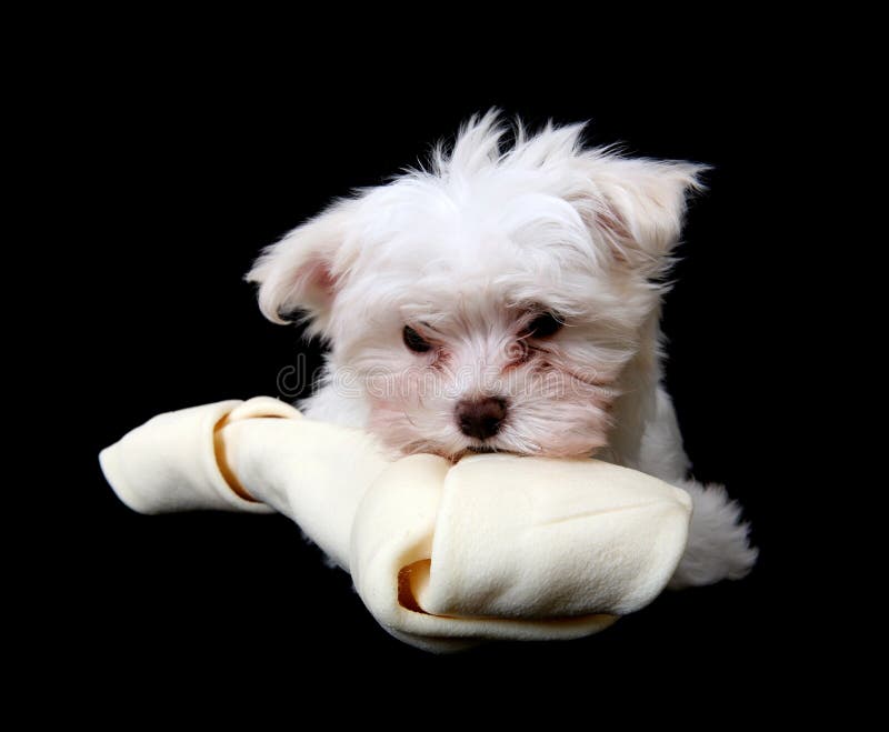 Hund mit dem Knochen stockfoto. Bild von säugetier, weich - 4311436