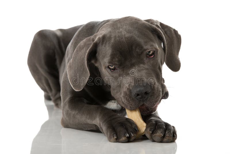 Hund mit Knochen stockfoto. Bild von lügen, tatzen, tier - 54089706