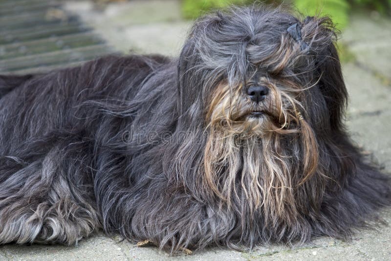 Hund mit dem langen Haar stockbild. Bild von hippie, tier - 6761953