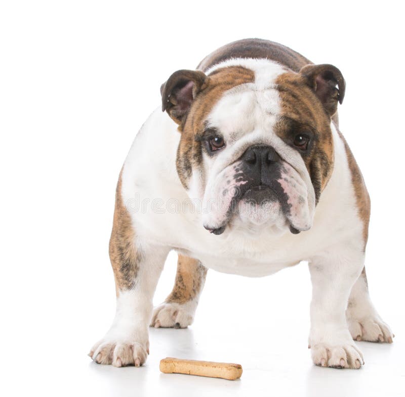 Hund Mit Dem Knochen Im Mund Stockfoto - Bild von faul, aufwartung ...