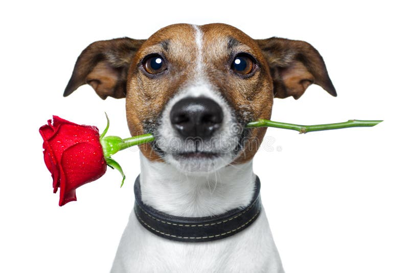 Hund mit einer Rose stockfoto. Bild von blatt, bezaubernd - 23266974