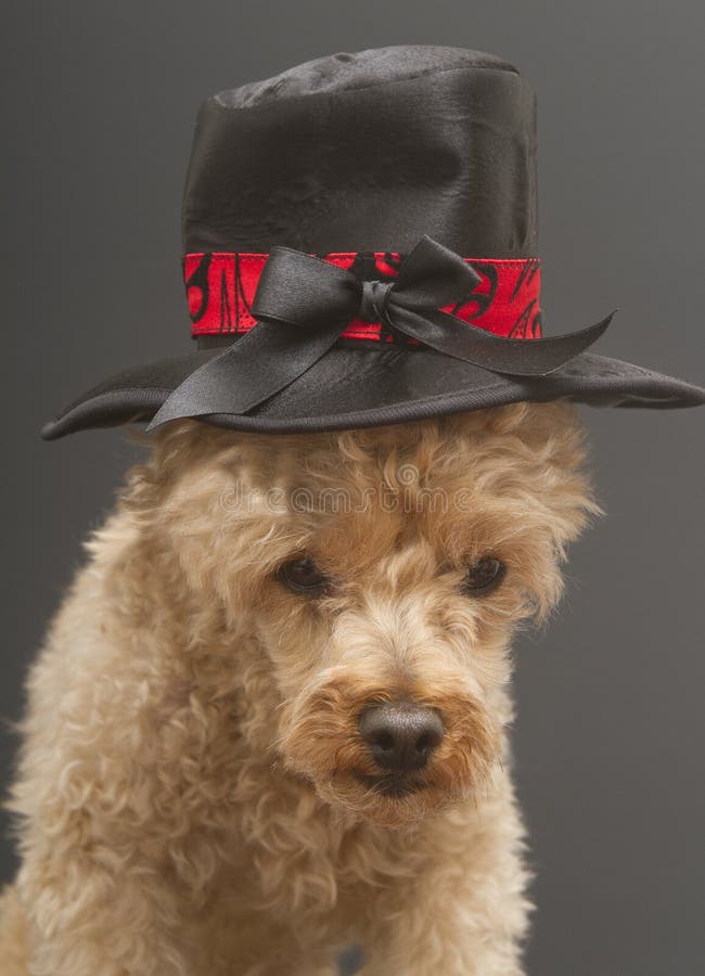 Hund mit Goth Hut stockfoto. Bild von pudel, hund, gote - 21865452